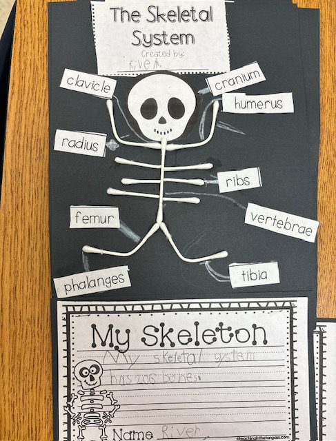 1st Grade Studies the Human Body | Evans Elementary School